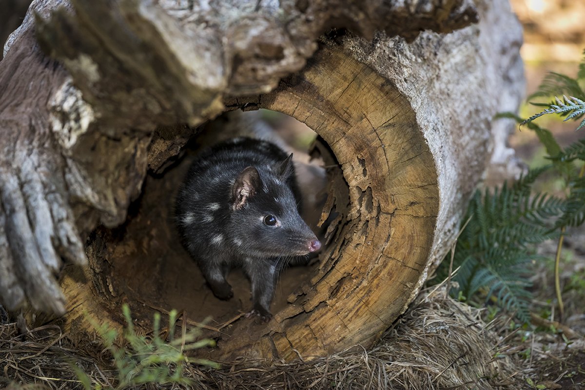 The Endangered Eastern Quoll Returns To Mainland Australia